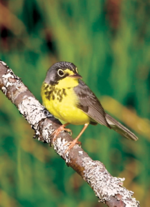 Nb Working Forests Work